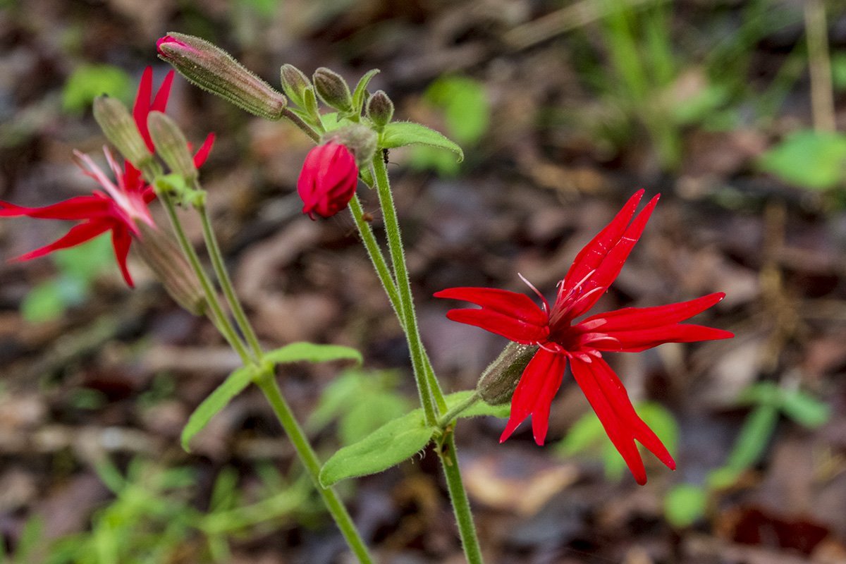 Fire Pink Wildflower - Lost In The Ozarks