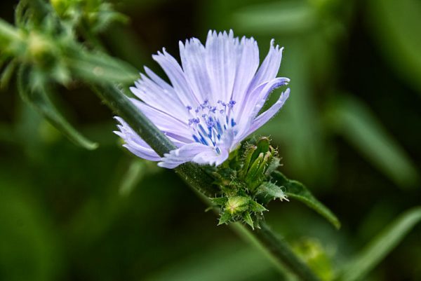 Chicory In The Ozarks