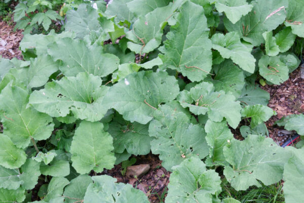 Burdock Carduni