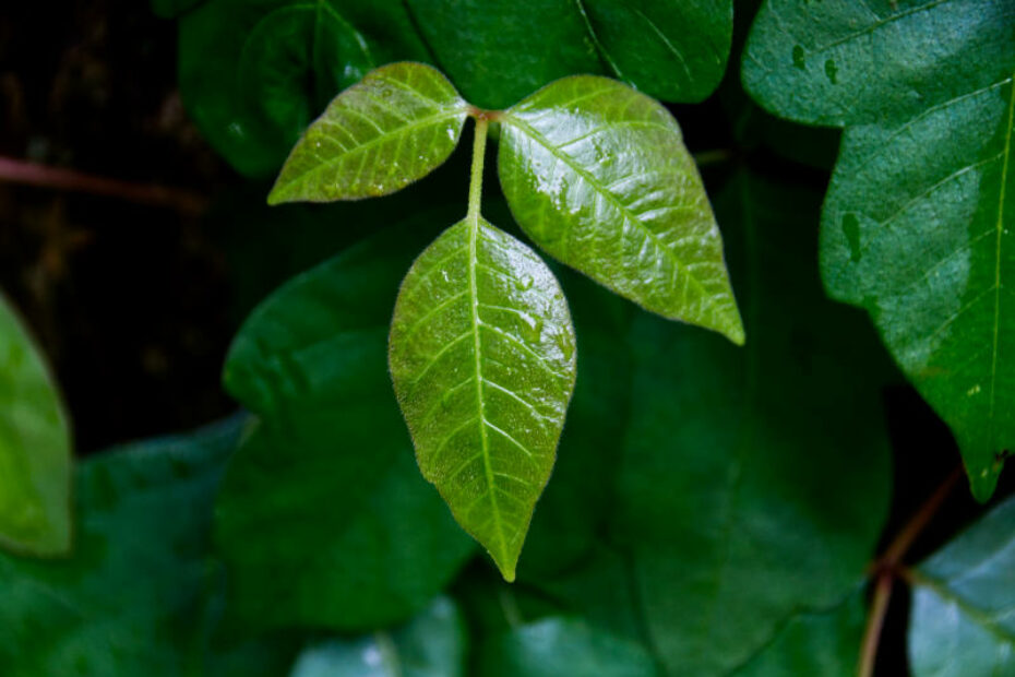 Poison Ivy - Know Your Woodland Plants