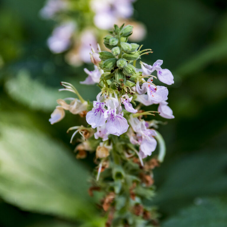 American Germander - Know Your Wildflowers