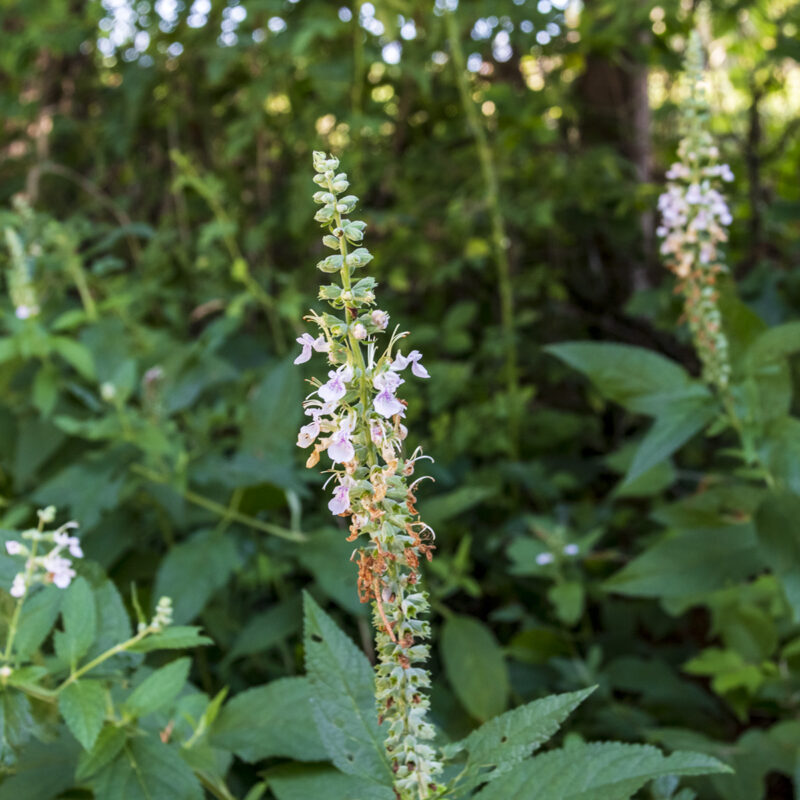 American Germander - Know Your Wildflowers