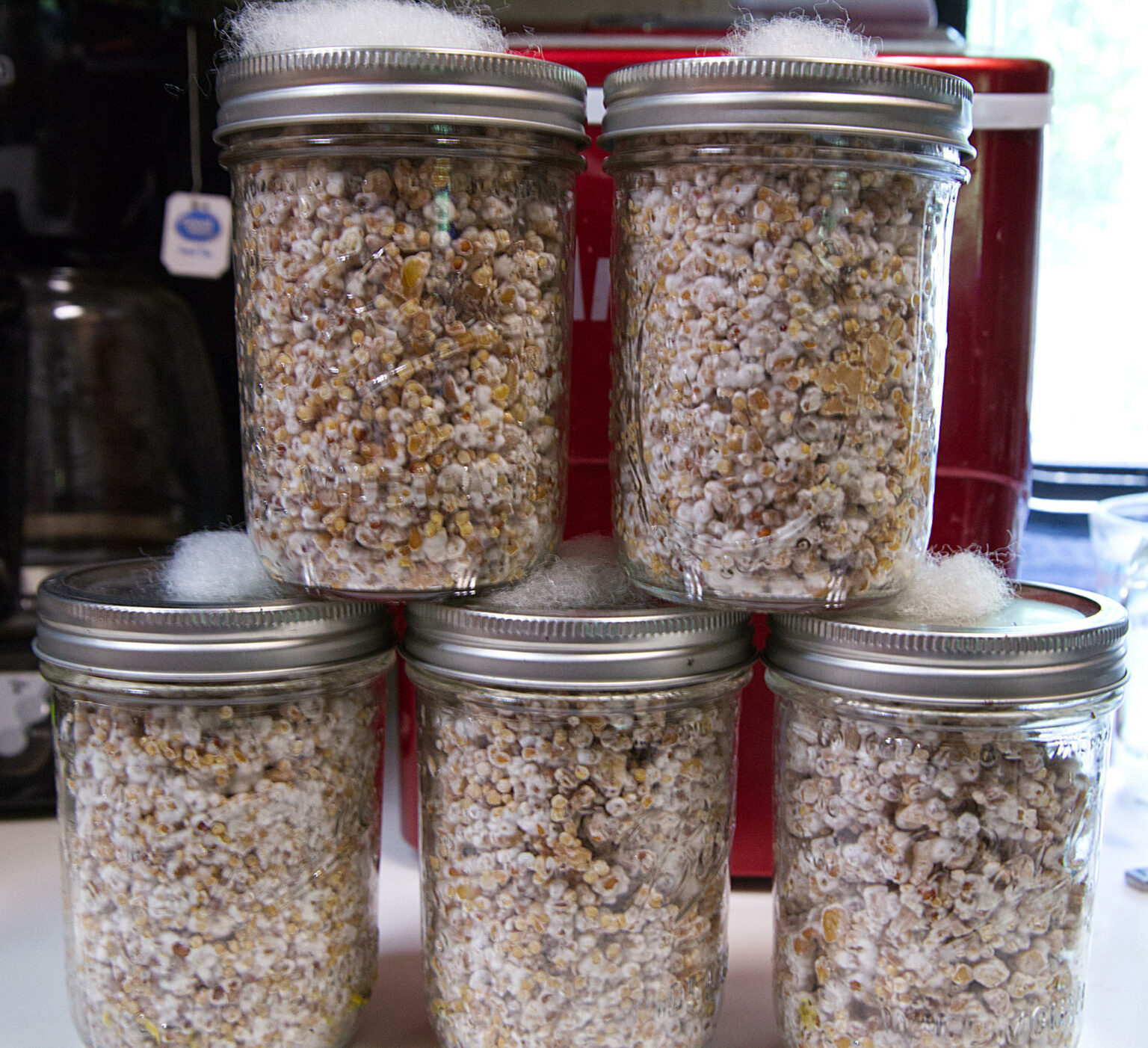 Grain Spawn to Grow Edible Mushrooms