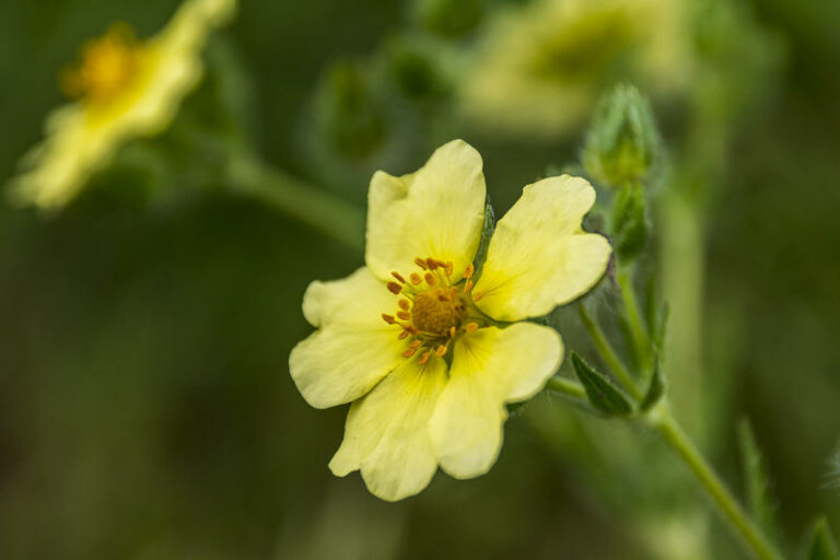 Cinquefoil: A Little-Known Herbal Remedy