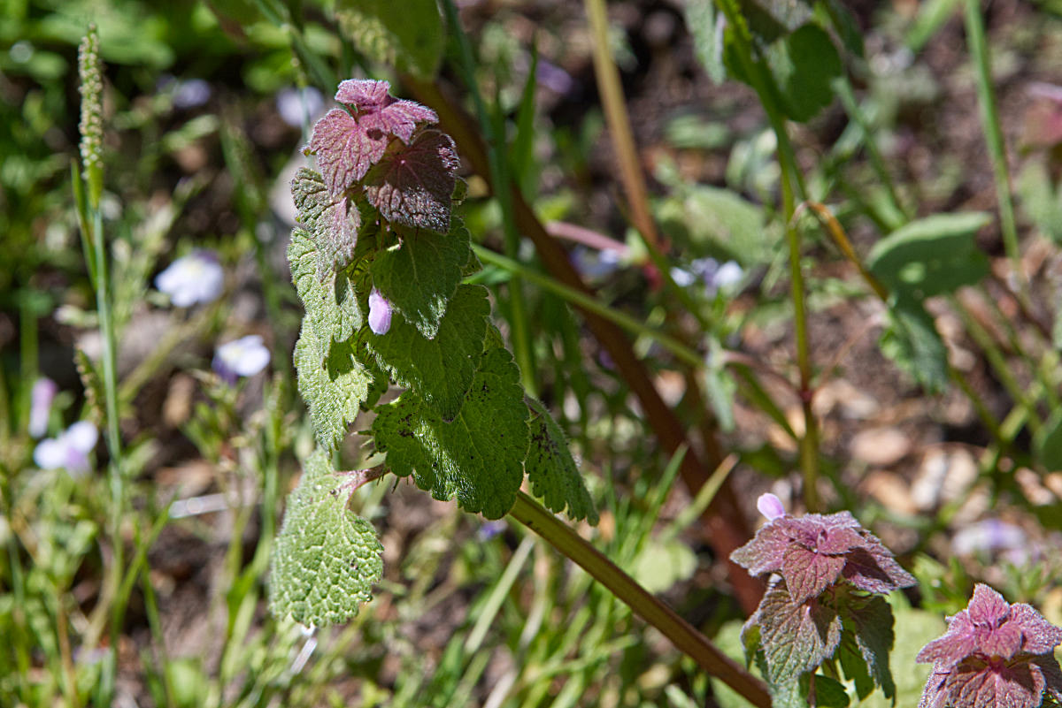 Purple Dead Nettle Foraging
