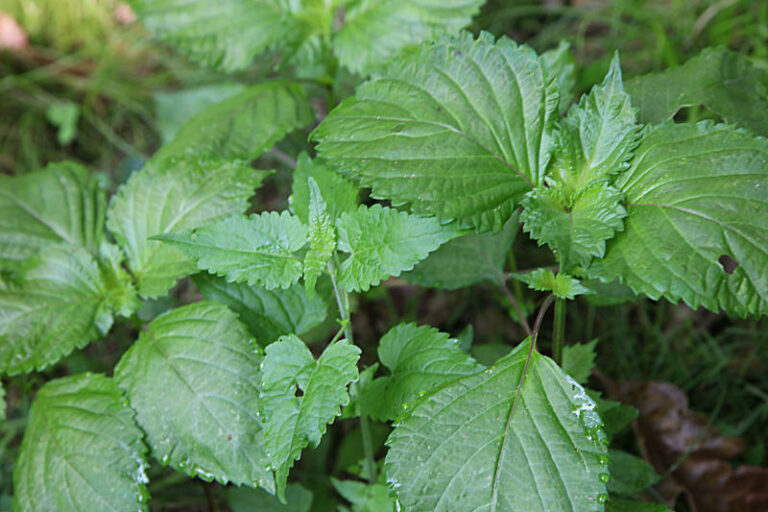 Beefsteak Plant Benefits and Uses