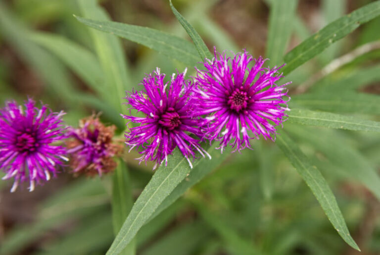 Ironweed: A Versatile Medicinal Herb