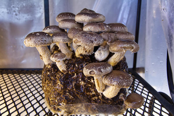 Shiitake Grain Spawn - Lost In The Ozarks