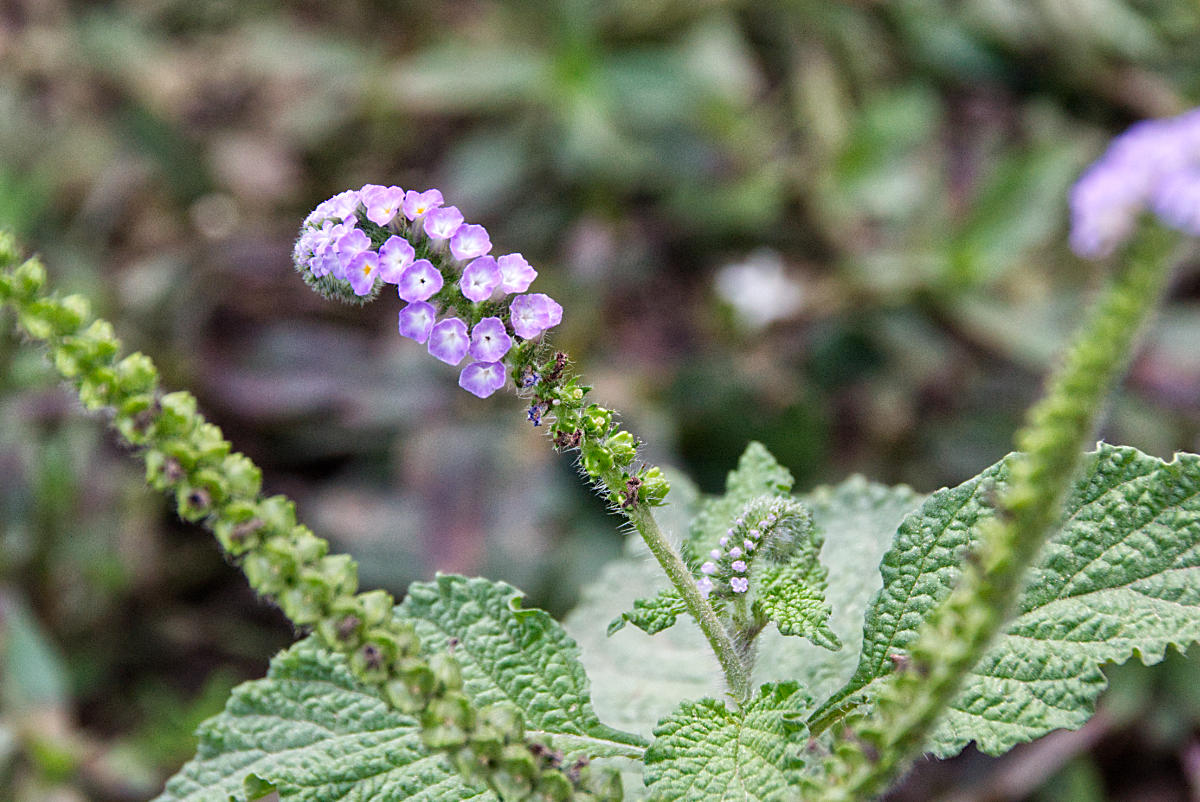 Heliotrope in the Garden