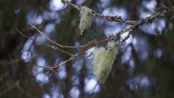 Usnea Benefits and Uses - Lost In The Ozarks