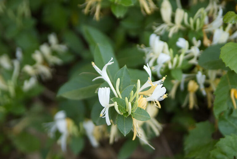 Honeysuckle Benefits