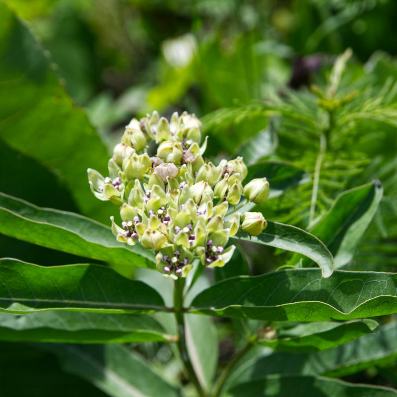 Common Milkweed