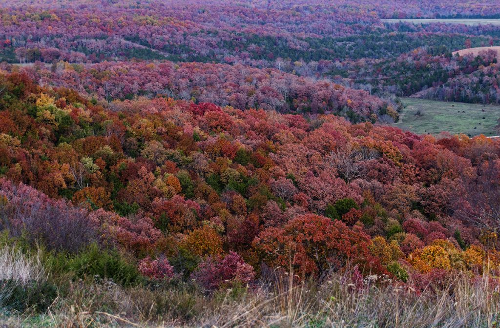 Fall Foliage In The Ozarks Updates 2019 - Lost In The Ozarks