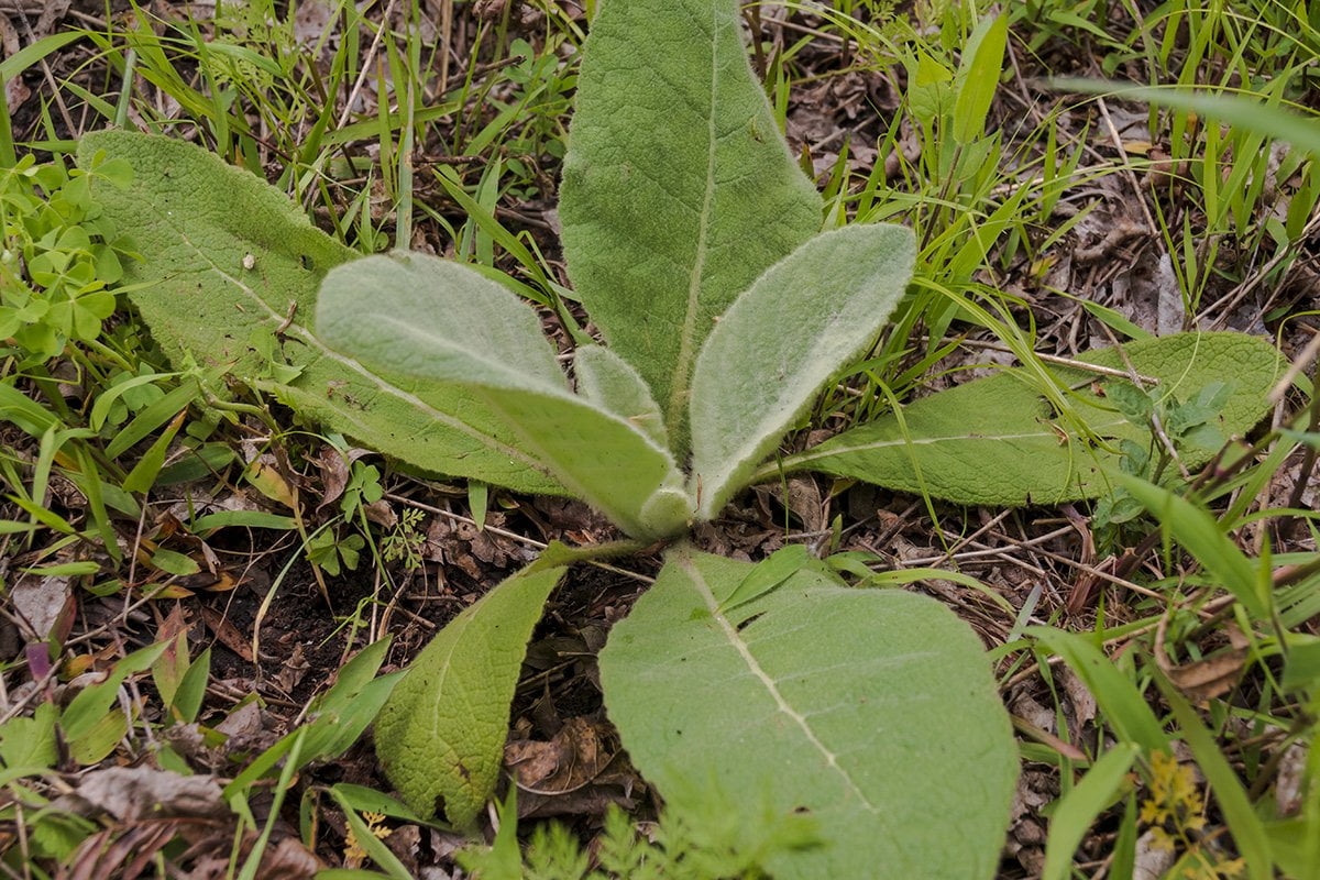 Mullein - Wild Medicinal Plants - Lost In The Ozarks