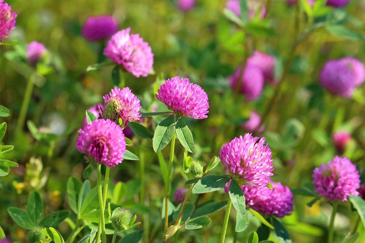 Red Clover- Not The Same As White Clover - Lost In The Ozarks Red Clover- Not The Same As White Clover - Lost In The Ozarks