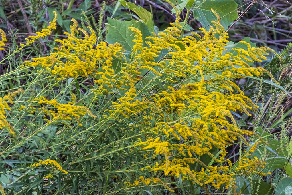 Goldenrod-Late Summer Medicinal Plant - Lost In The Ozarks