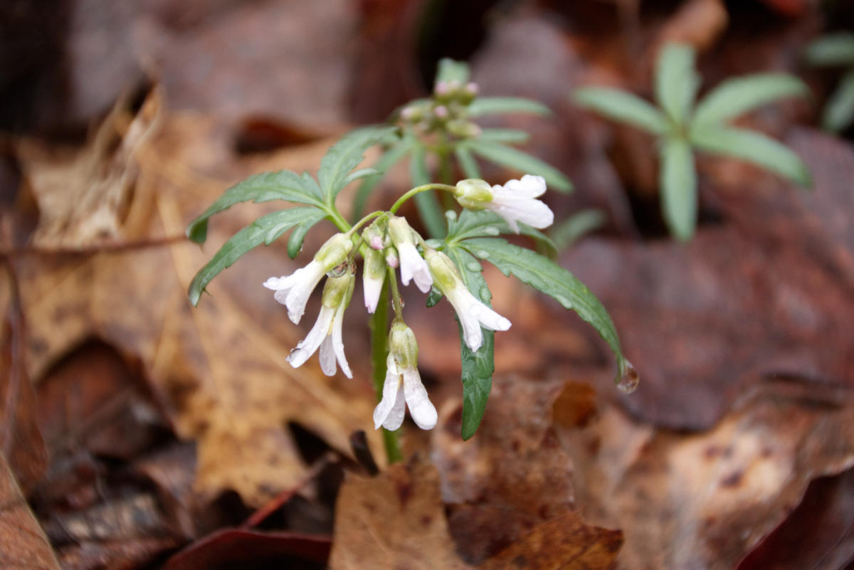 Cutleaf Toothwort-Wild Edible - Lost In The Ozarks