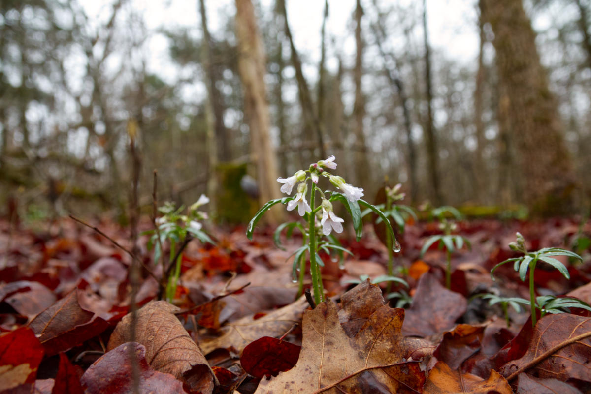 Cutleaf Toothwort-Wild Edible - Lost In The Ozarks