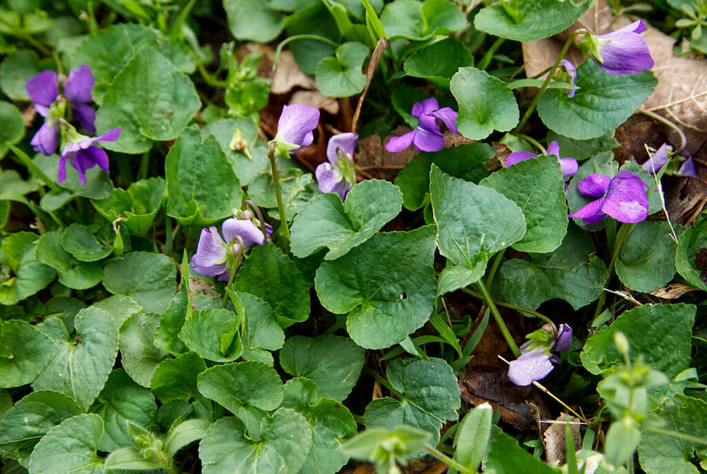 Common Blue Violet -Wild Edible - Lost In The Ozarks