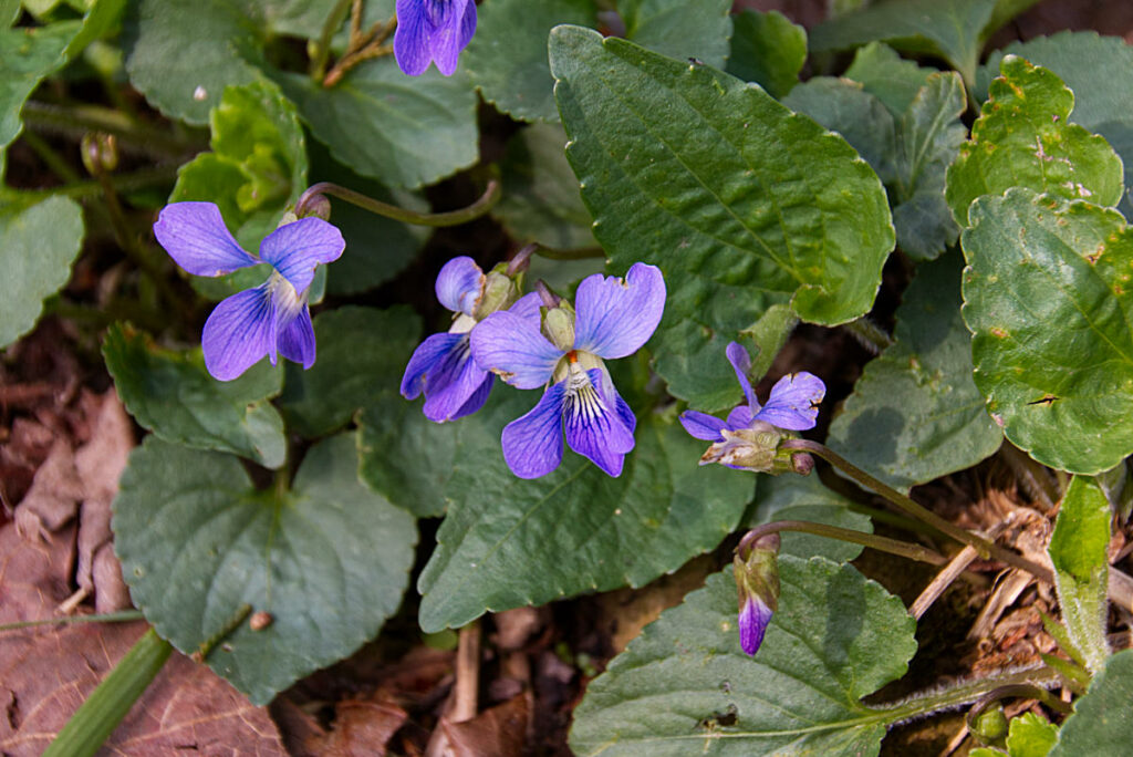 Common Blue Violet -Wild Edible - Lost In The Ozarks
